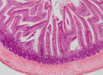 Multiphoton Imaging of Mouse Intestine - Edinburgh Instruments