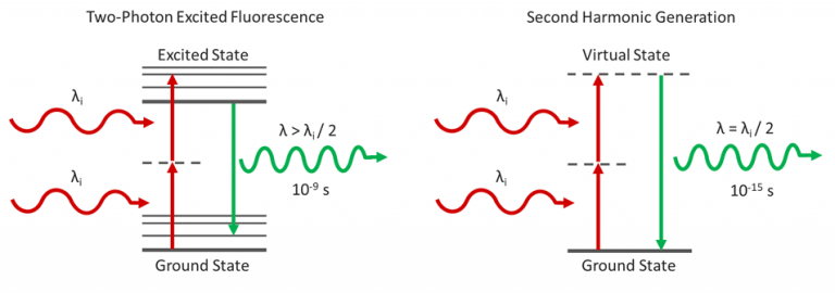 Map of the Month – Imaging Mouse Intestine | Edinburgh Instruments