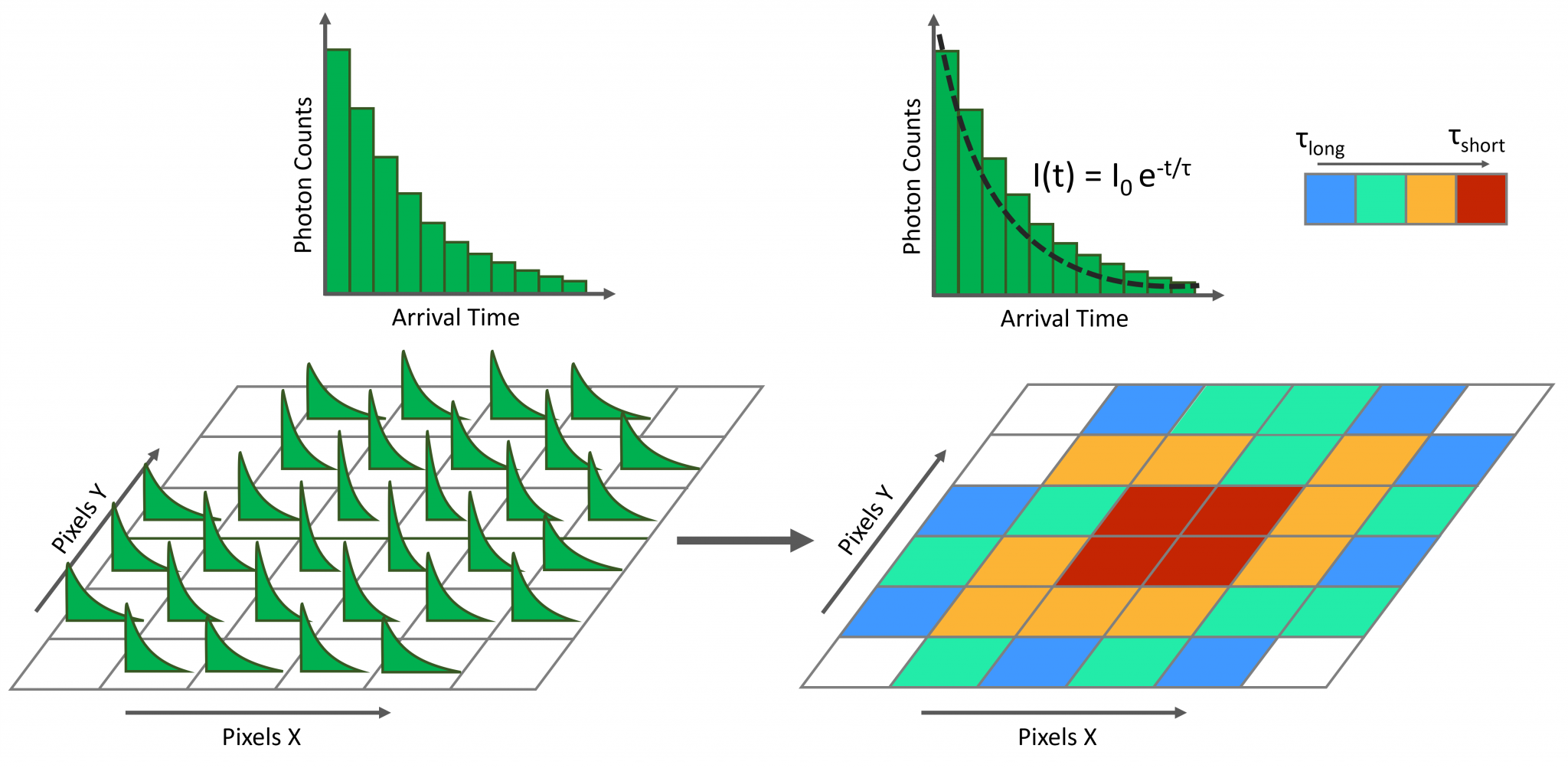 What Is Flim Fluorescence Lifetime Imaging Microscopy