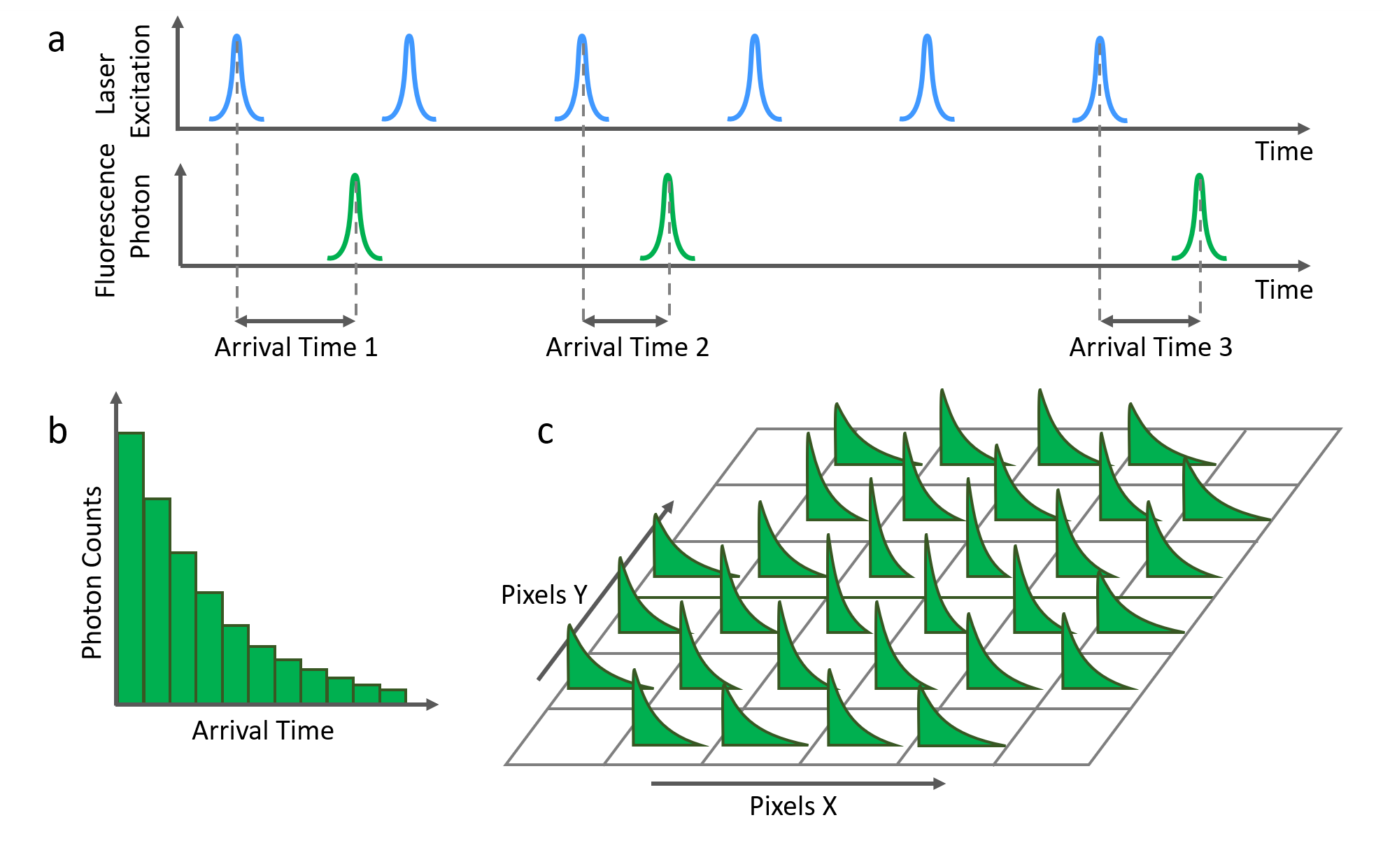 What Is Flim Fluorescence Lifetime Imaging Microscopy